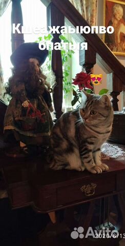 Кошка Кассандра ищет дом