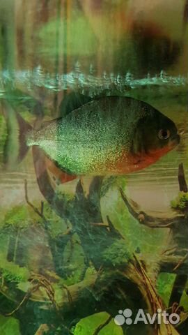 Пиранья Наттерера