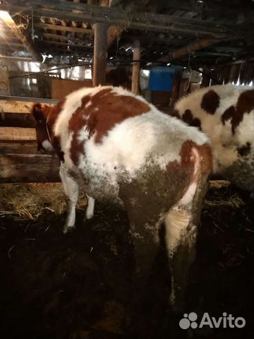 Бычки на мясо