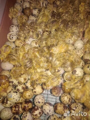 Продам инкубационное яйцо перепелов