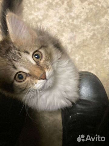 Сверхласковый пушистый котенок в дар 4 мес
