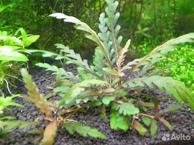 Гигрофила пиннатифида, аквариумное растение