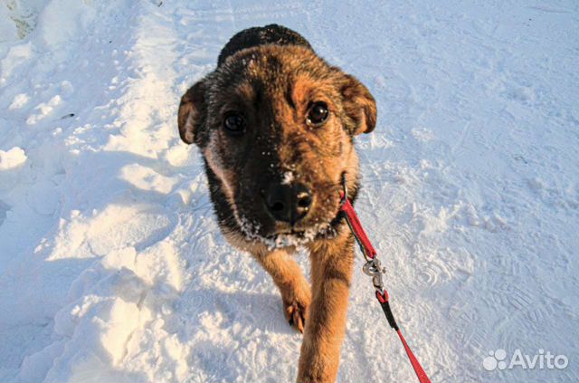 Собака в добрые руки щенок