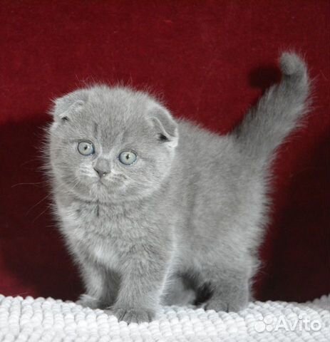 Вислоухие цветные котята