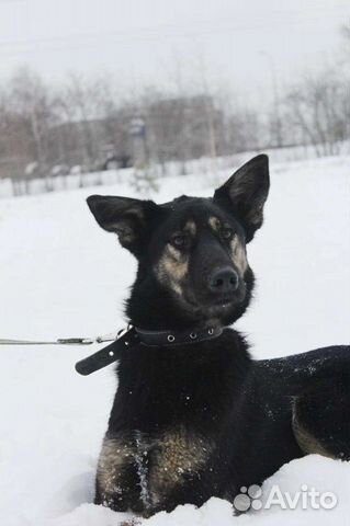 Очень худенький Лютик из приюта