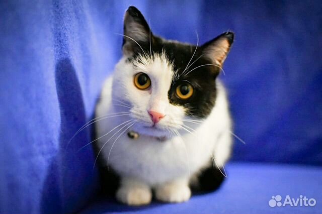 Милый котик Джерри