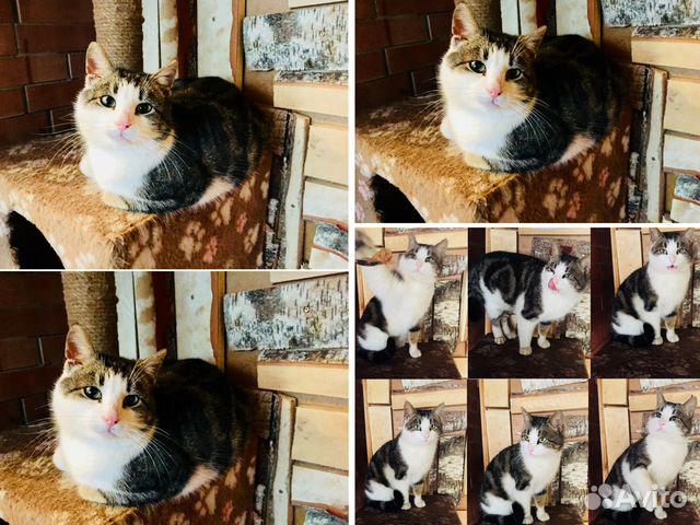 Котопес Вася ищет свой дом