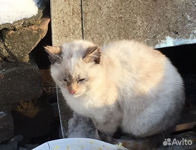 Котенок сиамский 5 месяцев