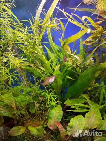 Зеленые меченосцы