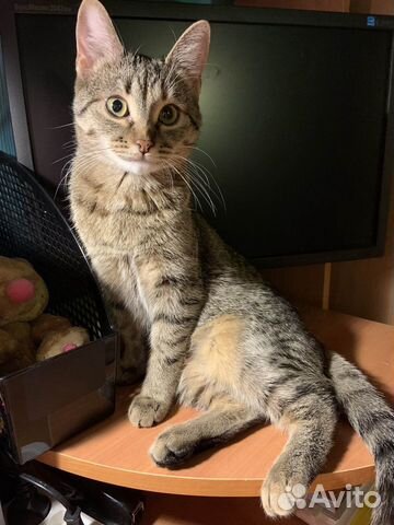 Очаровательные кошеньки