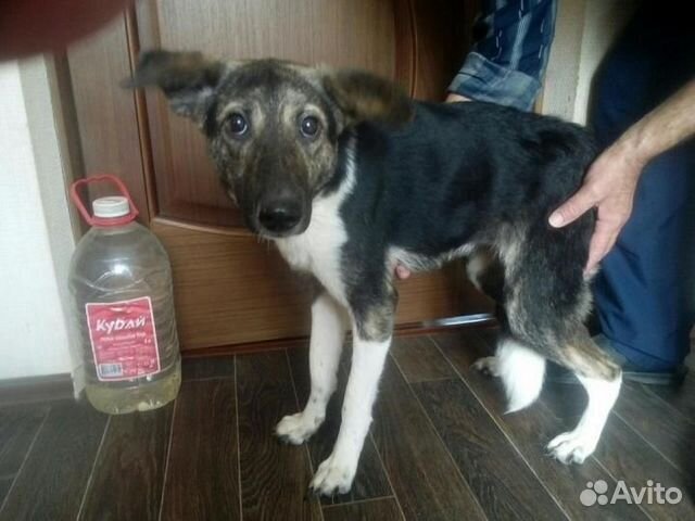 Отдам даром молодую годовалую собаку