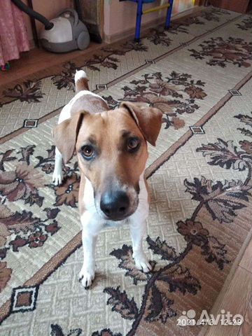 Кобель фокстерьера для вязки