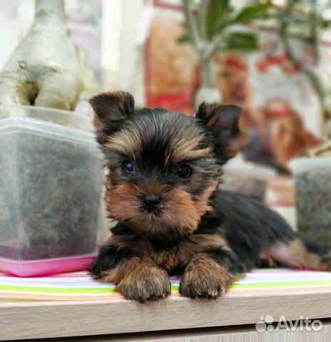 Йоркширский терьер мини