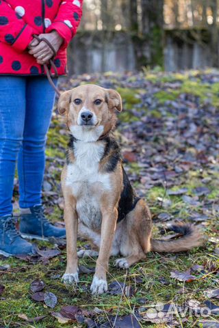 Прекрасная Маркиза