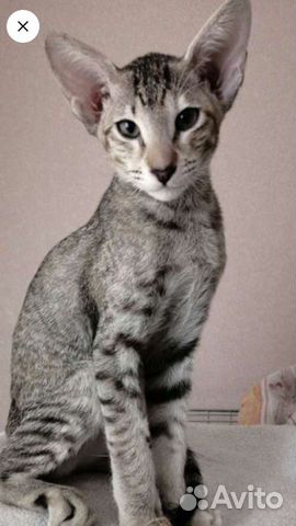 Ориентальная кошечка
