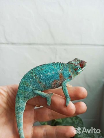 Пантеровый хамелеон