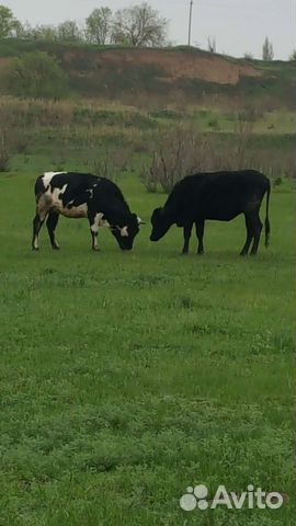 Телки коровы крс бычки