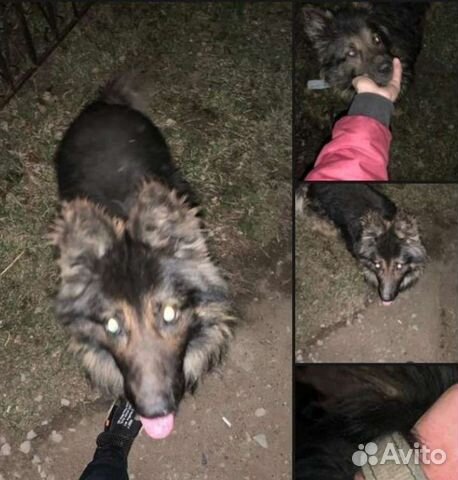 Овчаренок в добрые руки