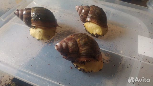 Улитки вентрикоза