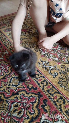 Шотландские вислоухие котята