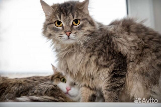 Кошечки и котики