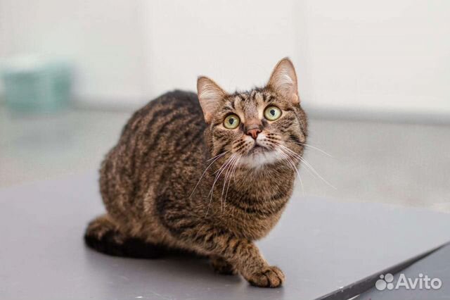 Кошки в добрые руки бесплатно