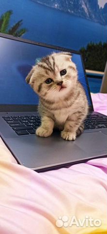 Шотландская вислоухая