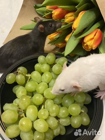 Крыса с клеткой