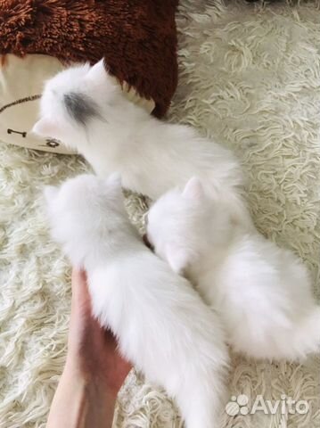 Котята