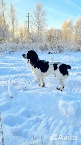 Русский спаниель вязка кобель