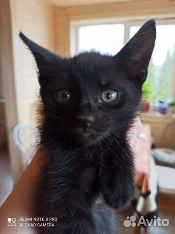 Котенок 1,6мес