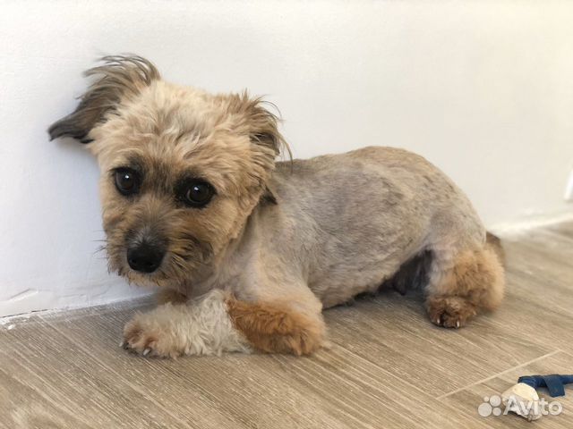 Шкода (метис болонки) ищет дом