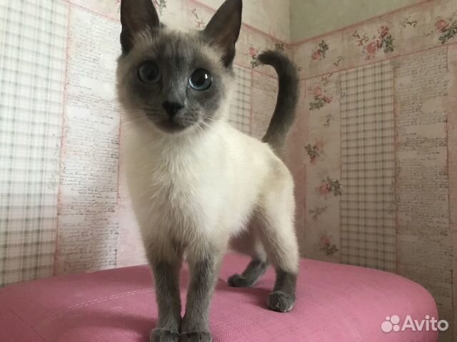 Самые лучшие котятки В калуге