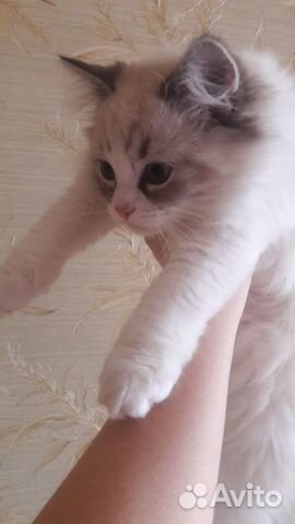 Котята рэгдолл