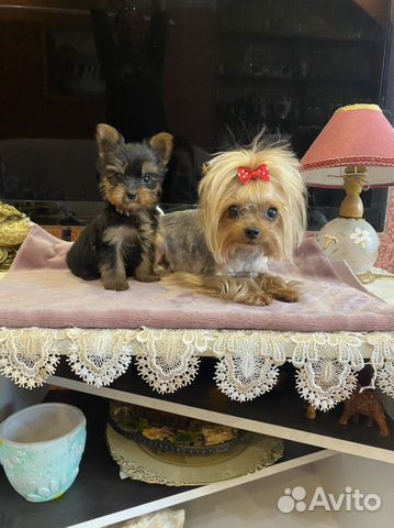 Йоркширский терьер малыш