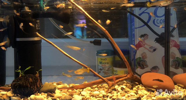 Рыбки гуппи + креветки вишенки