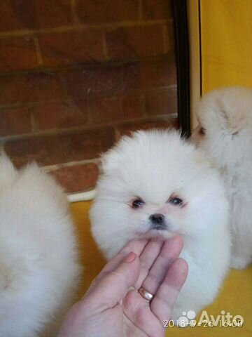 Померанский шпиц mini