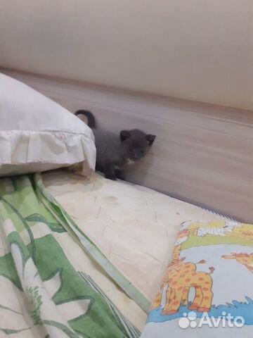 Отдам котёнка домашней кошки