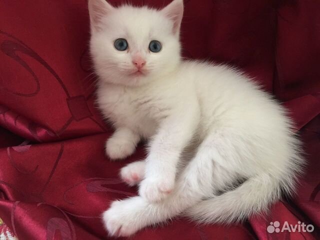 Котёнок мальчик