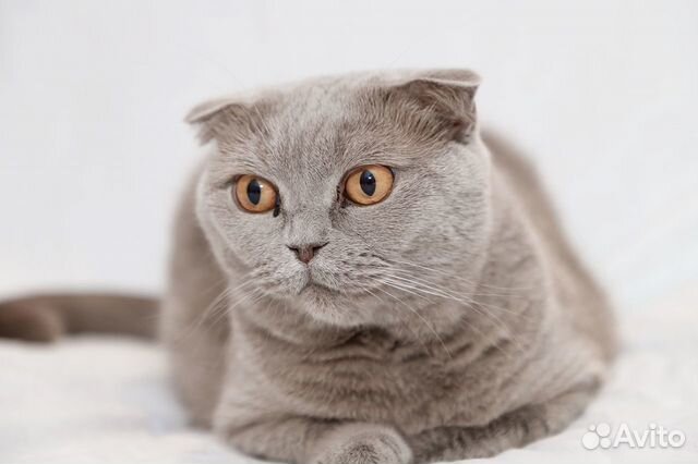 Шикарная Манюня