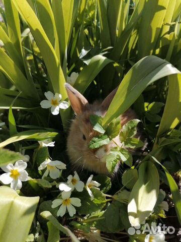 Декоративные кролики