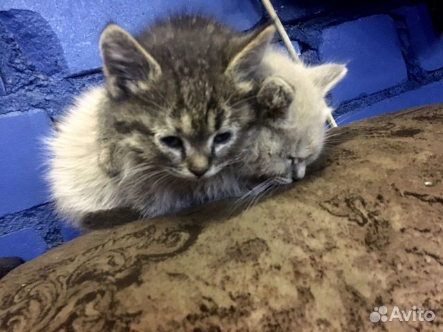 Котятки в добрые руки