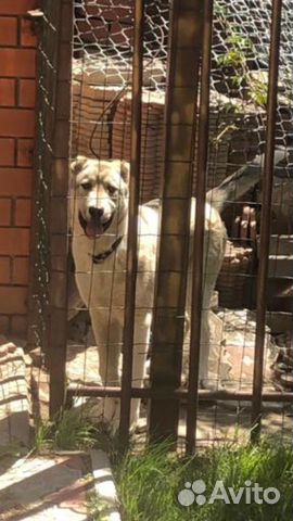 Щенок северо-кавказский волкодав