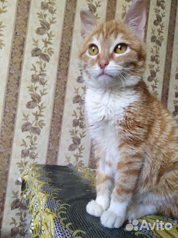 Котик Тигра