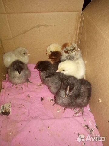 Цыплята несушки