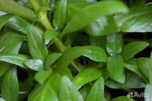 Аквариумные растения