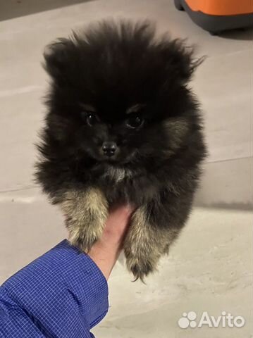 Шпиц померанский мини