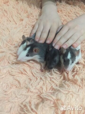 Крыса дамбо и стандарт