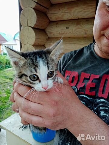 Котёнок в добрые руки