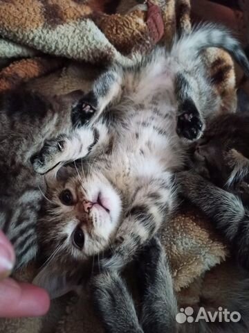 Озорные котятки ищут дом